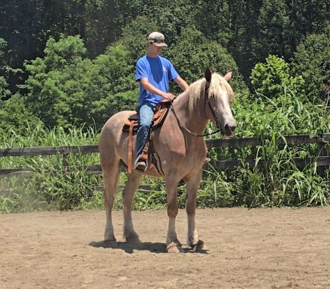 Trusting Versatile 5 Yr Old Strawberry Roan Draft Cross Mare!