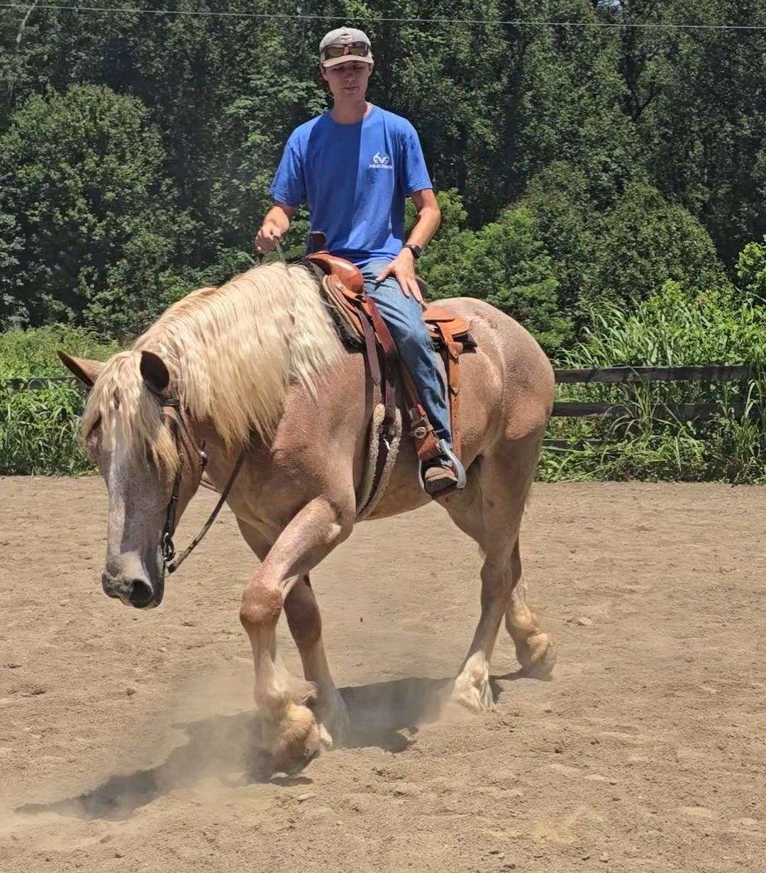 Trusting Versatile 5 Yr Old Strawberry Roan Draft Cross Mare!