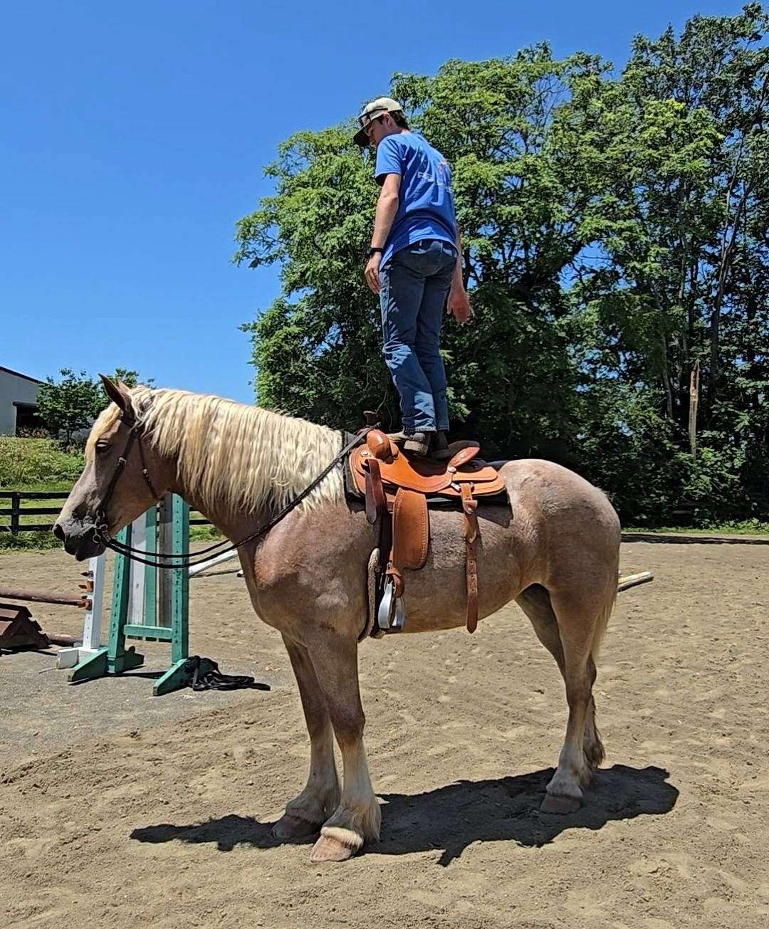 Trusting Versatile 5 Yr Old Strawberry Roan Draft Cross Mare!