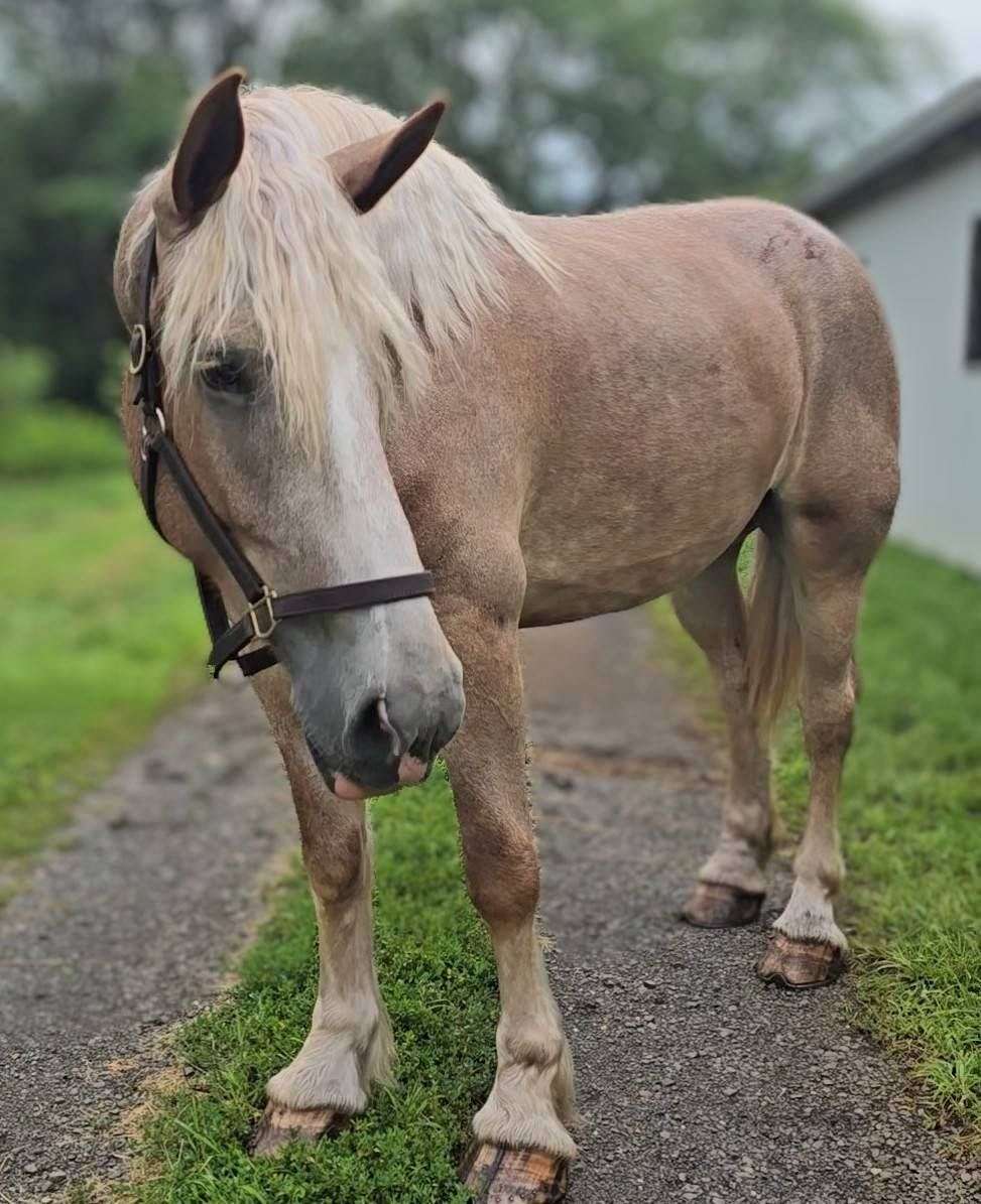 Trusting Versatile 5 Yr Old Strawberry Roan Draft Cross Mare!