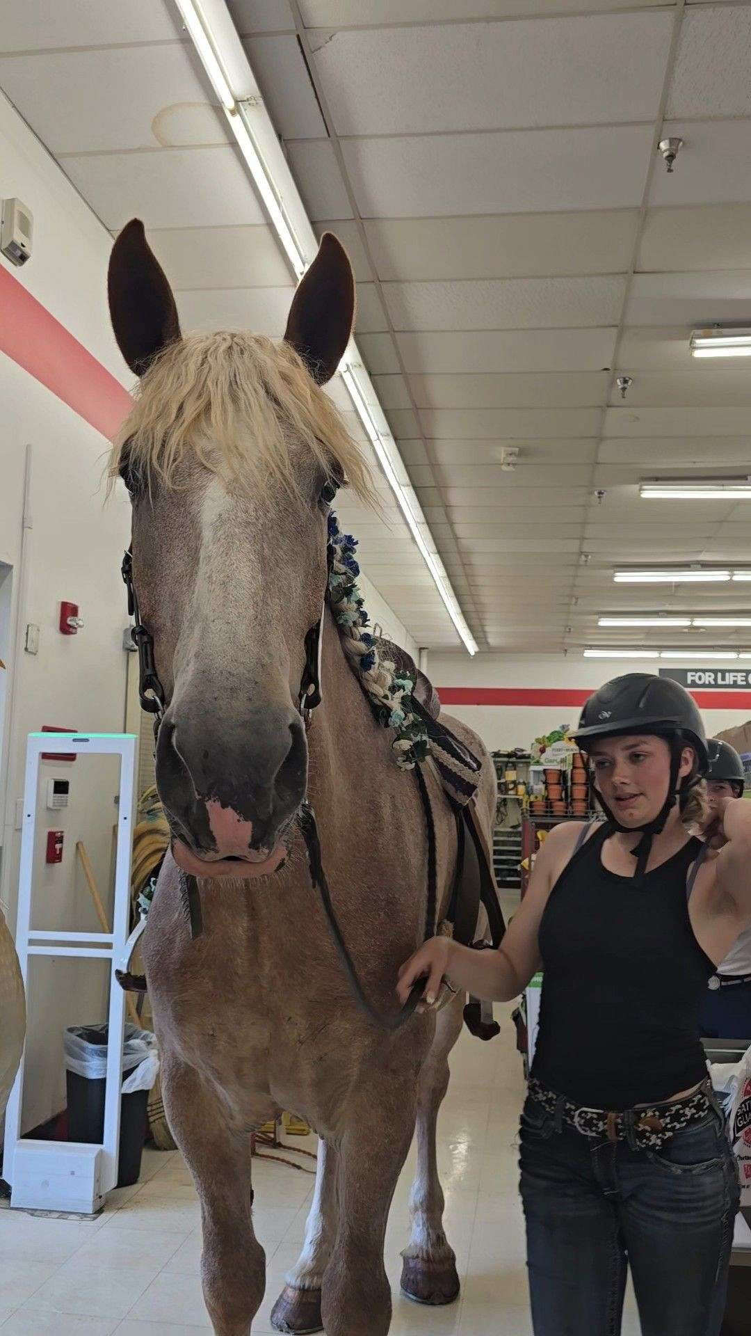 Trusting Versatile 5 Yr Old Strawberry Roan Draft Cross Mare!