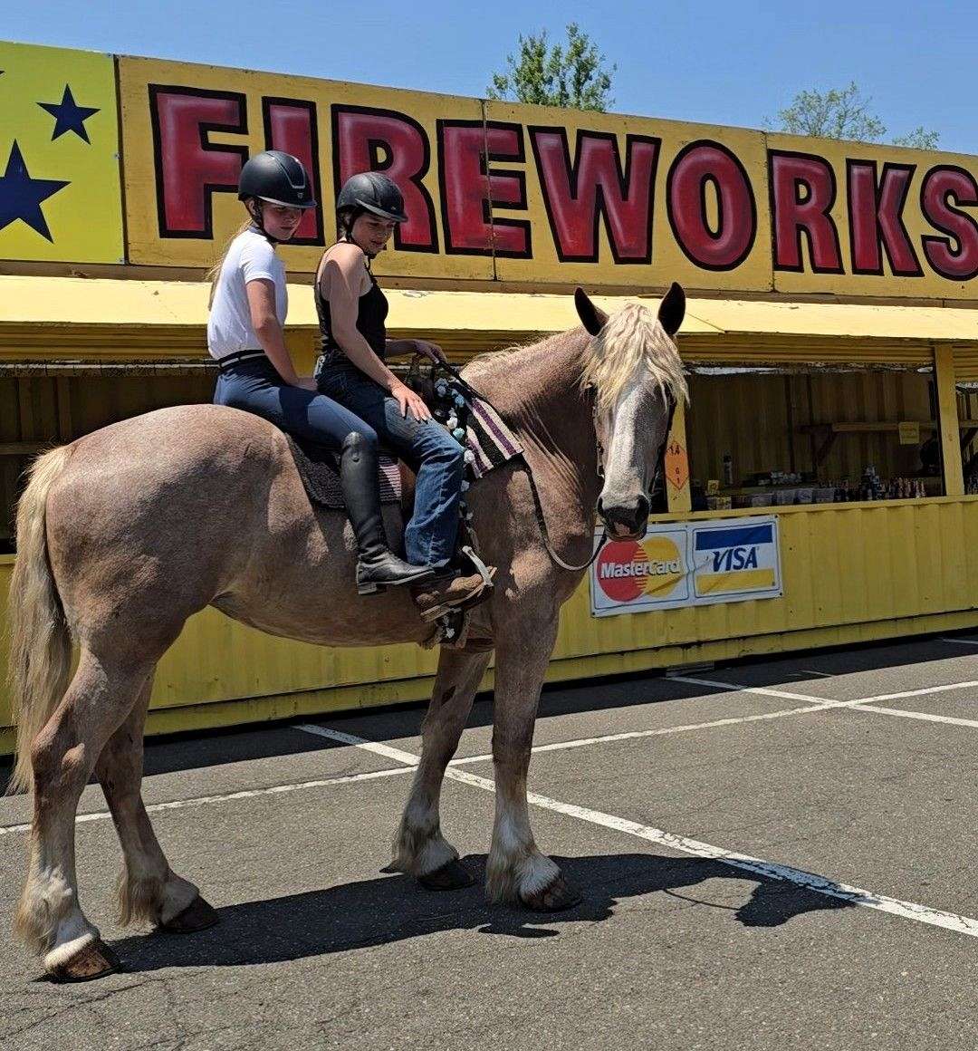 Trusting Versatile 5 Yr Old Strawberry Roan Draft Cross Mare!