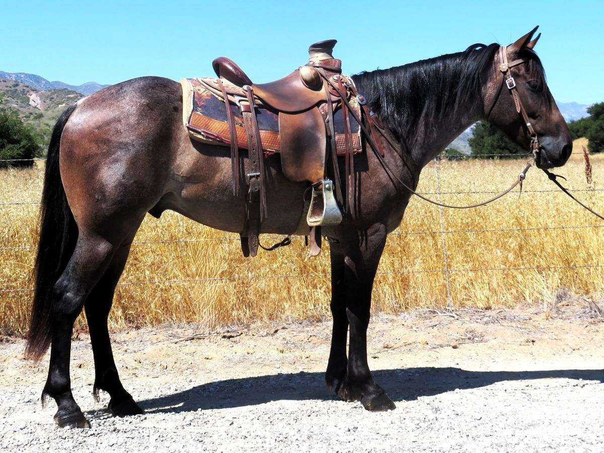 4 Year Old 15+ Hand Bay Draft Cross Gelding +++Video+++