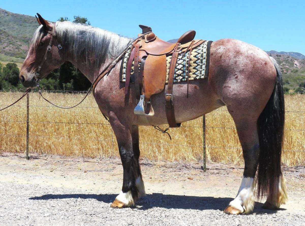6 Year Old 16.1 Hand Red Roan Draft Cross Mare