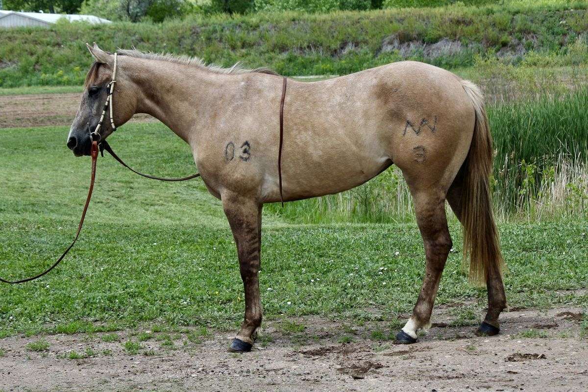 Super Versatile 2 Yr Old Dun Quarter Horse Mare!