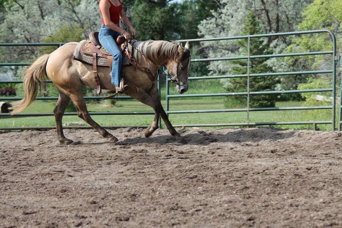Super Versatile 2 Yr Old Dun Quarter Horse Mare!