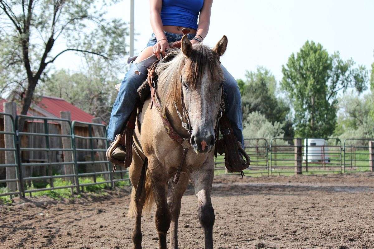 Super Versatile 2 Yr Old Dun Quarter Horse Mare!