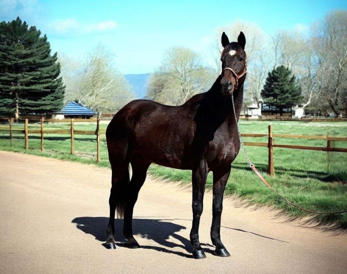 Very Versatile Jockey Club Registered Black 2009 OTTB Mare!