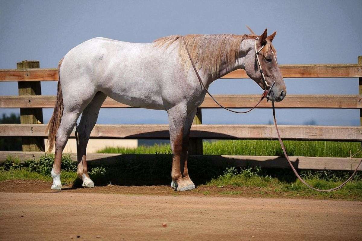 Striking Sweet 3 Yr Old Red Roan Belgian/QH Cross Mare!