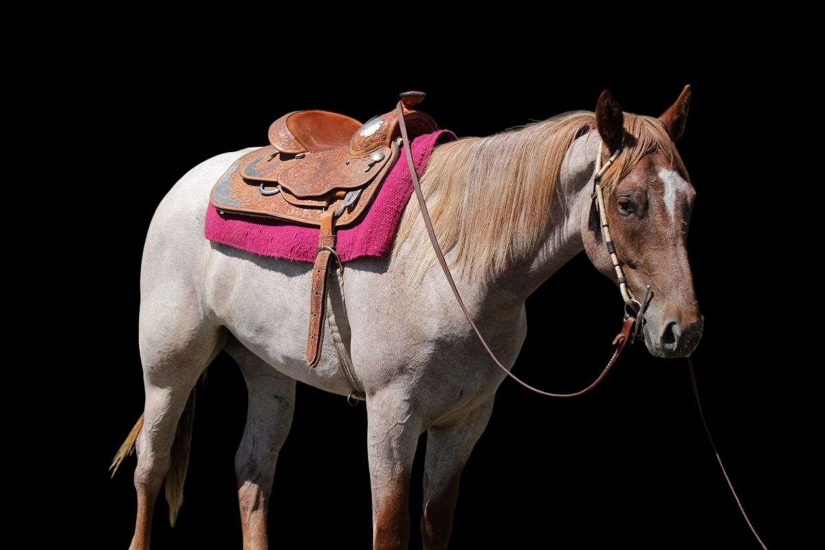 Striking Sweet 3 Yr Old Red Roan Belgian/QH Cross Mare!
