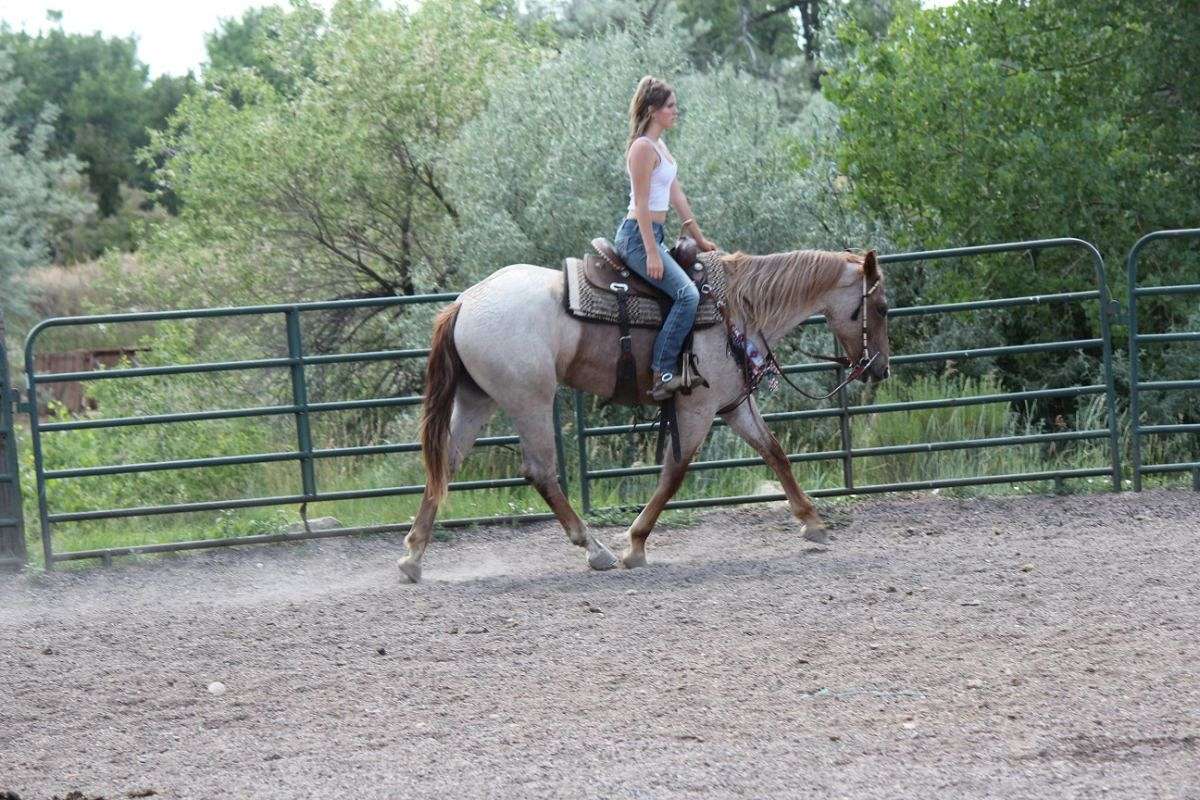 Striking Sweet 3 Yr Old Red Roan Belgian/QH Cross Mare!