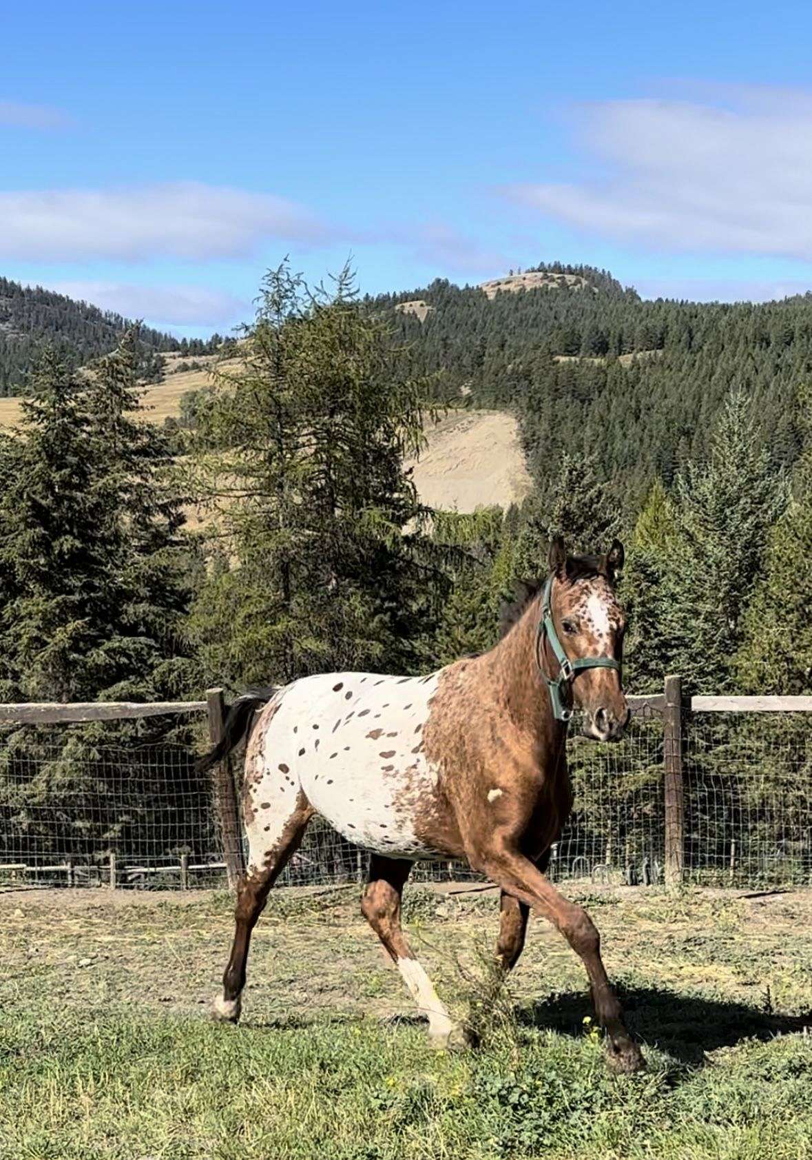 Danish Registered Knabstrupper Warmblood Filly