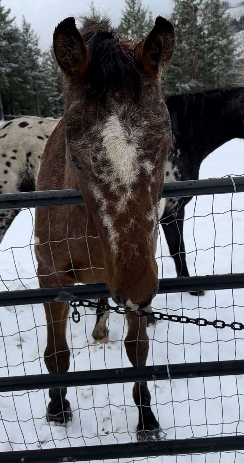 Danish Registered Knabstrupper Warmblood Filly