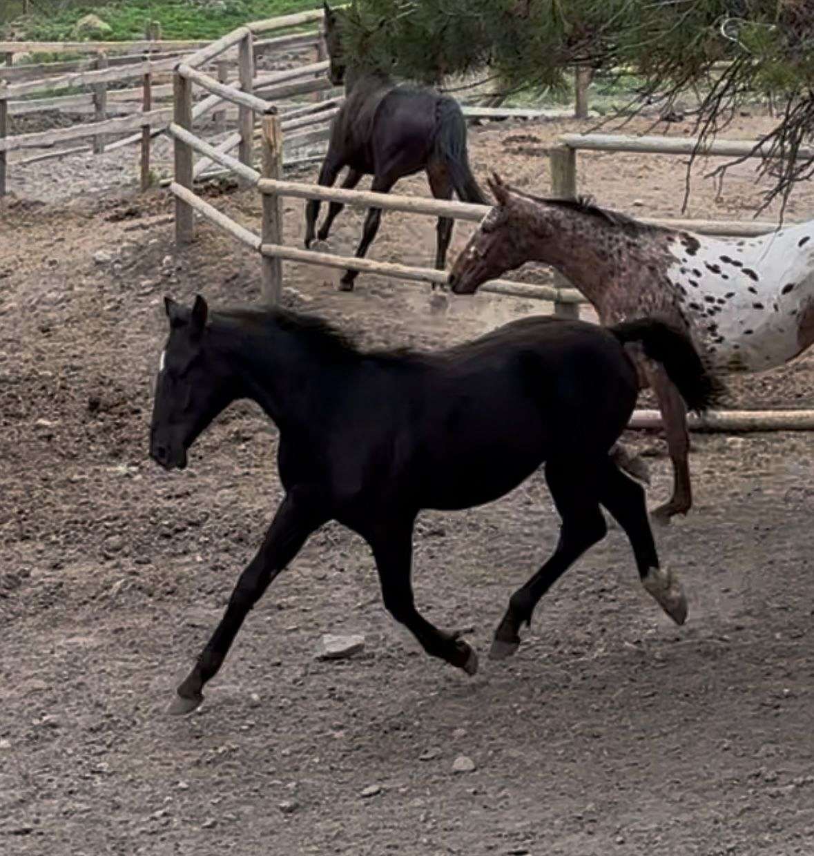 Danish, Registered Knabstrupper Warmblood Black, Tall, Yearling Colt