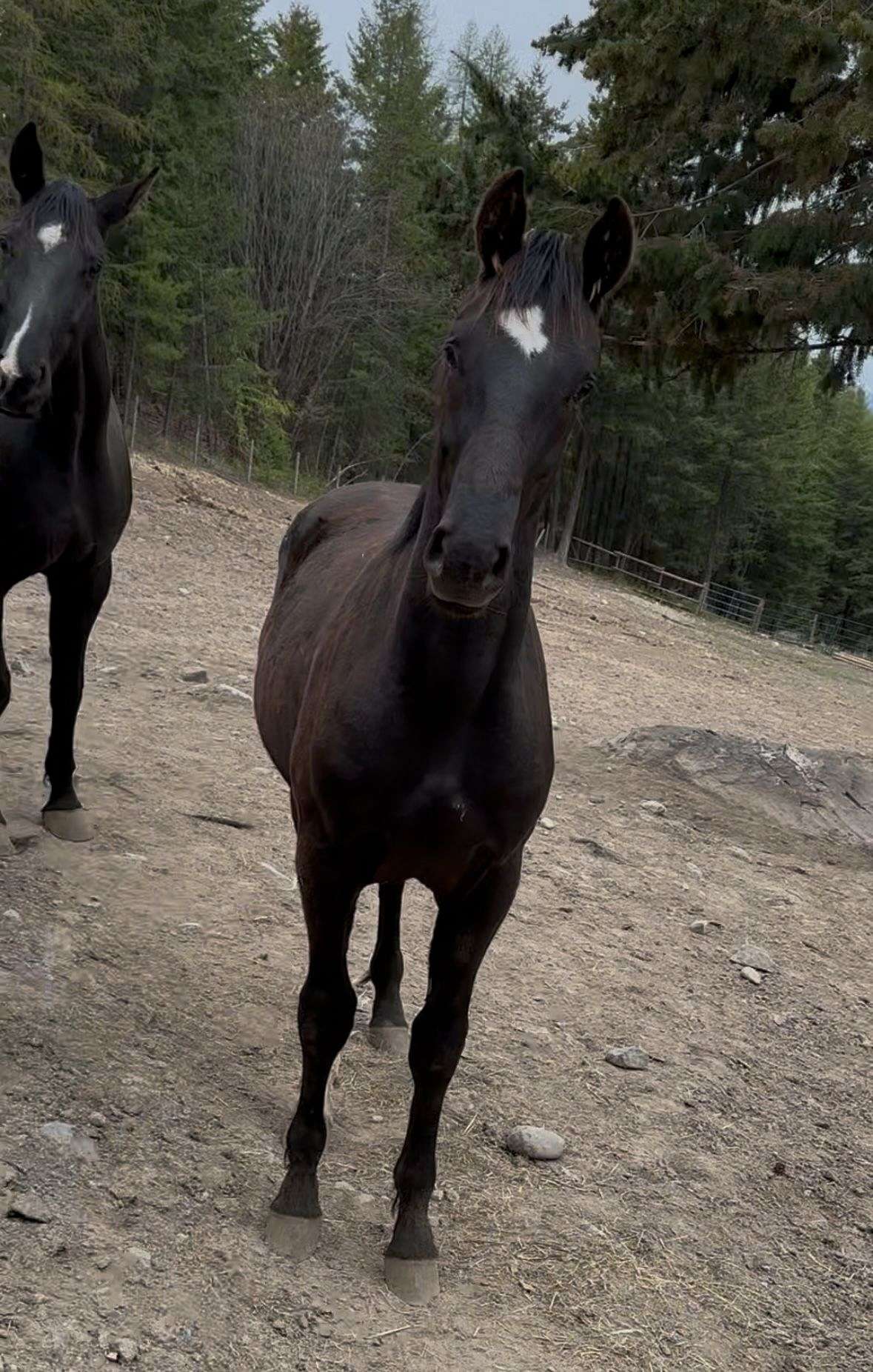 Danish, Registered Knabstrupper Warmblood Black, Tall, Yearling Colt