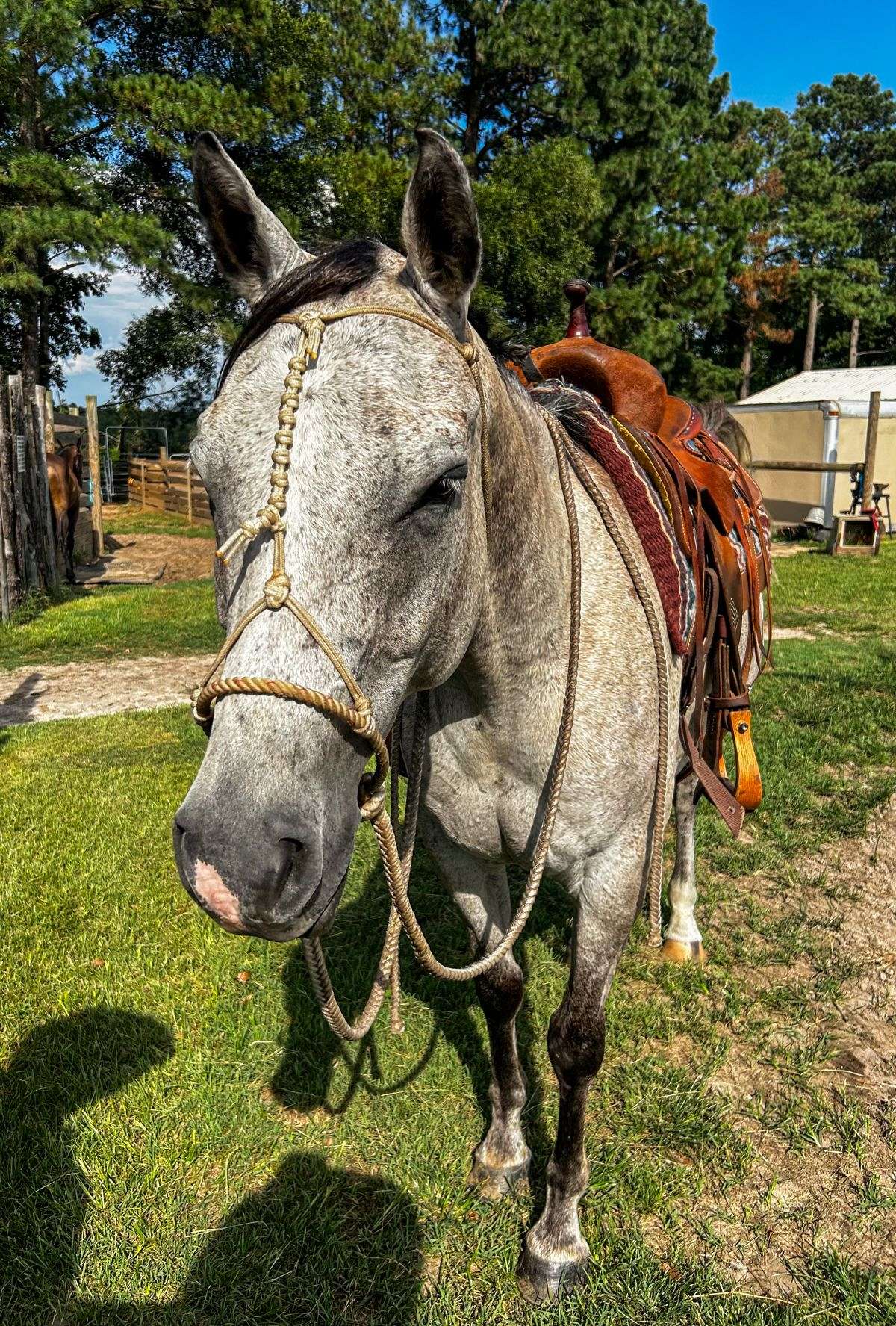 QH/Arab Cross Gelding