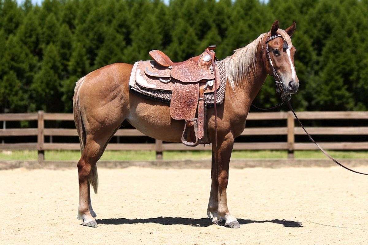 Potential Ranch Deluxe 2 Yr Old Red Roan AQHA Gelding!