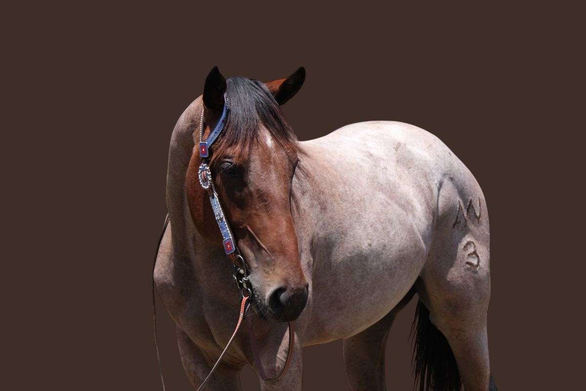 Big Boned Versatile 3 Yr Old Bay Roan Draft Cross Gelding!