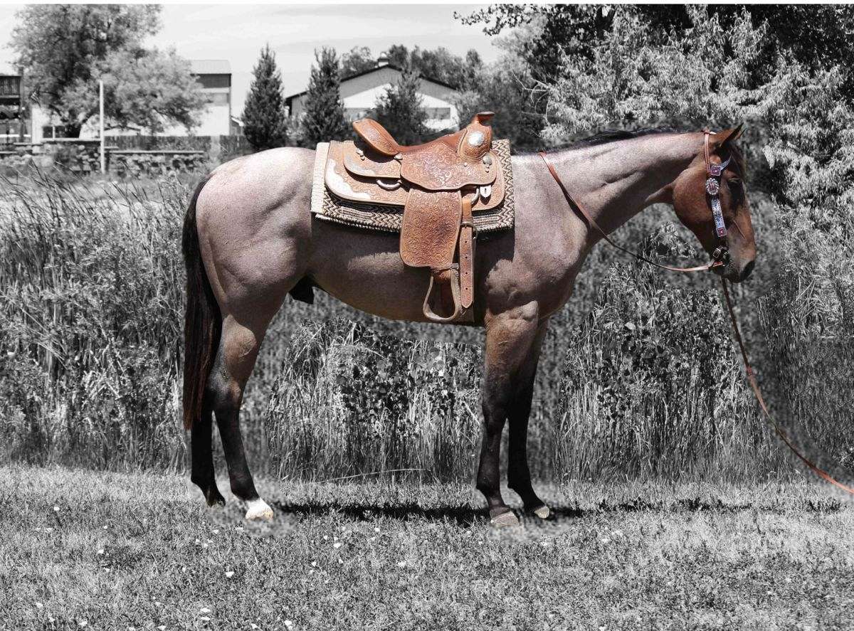 Big Boned Versatile 3 Yr Old Bay Roan Draft Cross Gelding!