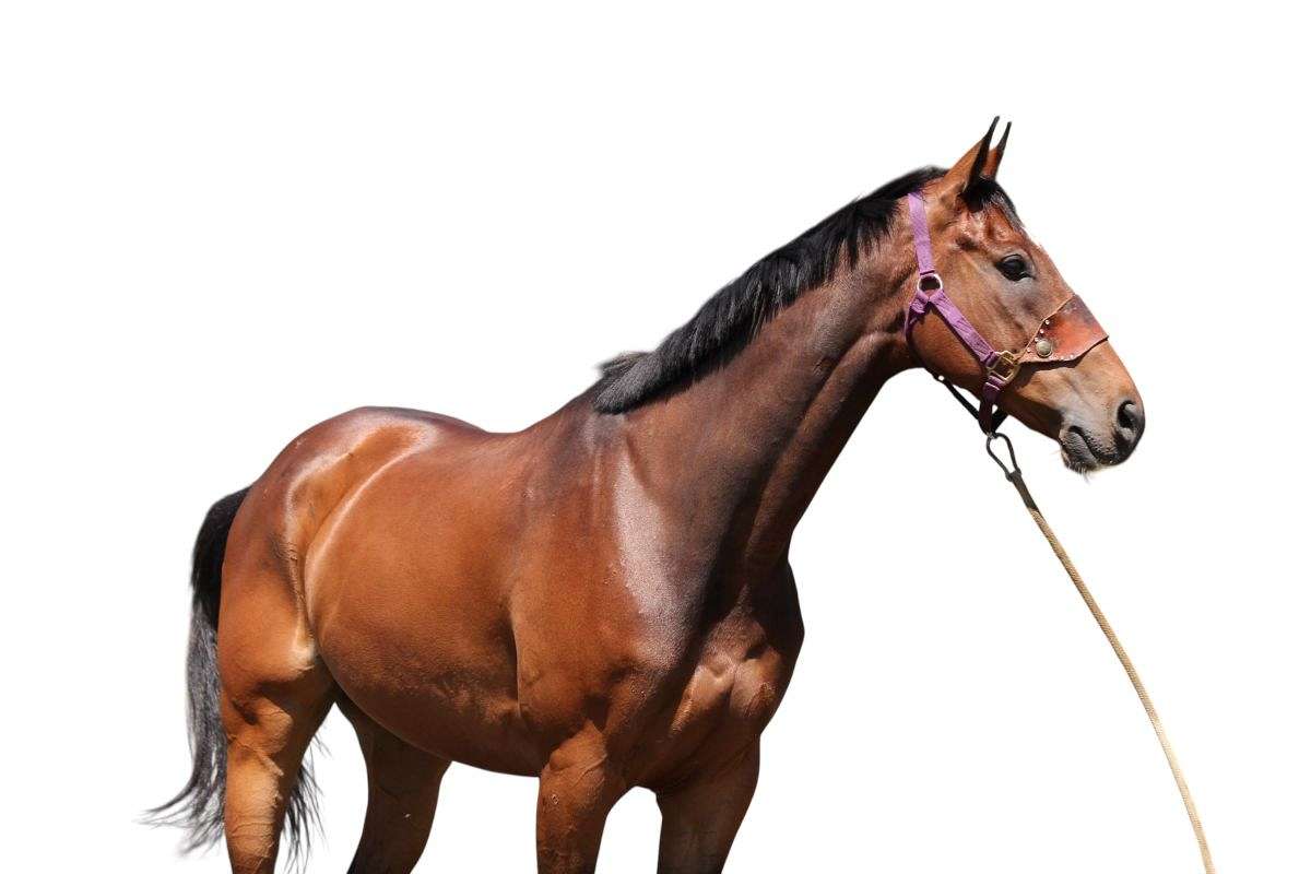 Trustworthy Kid Safe 7 Yr Old Bay Warmblood Cross Gelding!