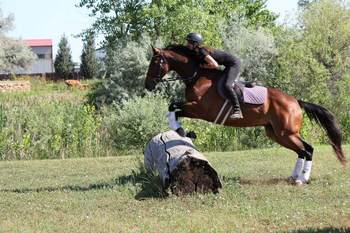 Trustworthy Kid Safe 7 Yr Old Bay Warmblood Cross Gelding!