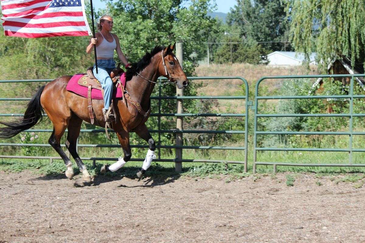 Trustworthy Kid Safe 7 Yr Old Bay Warmblood Cross Gelding!