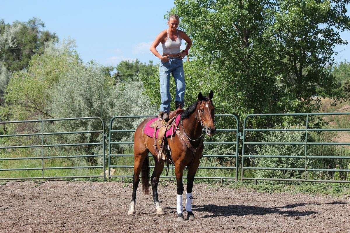 Trustworthy Kid Safe 7 Yr Old Bay Warmblood Cross Gelding!