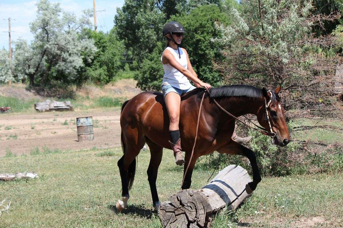 Trustworthy Kid Safe 7 Yr Old Bay Warmblood Cross Gelding!