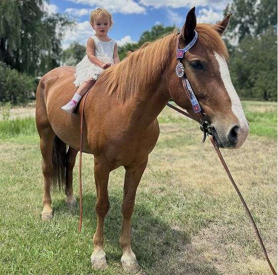 Gorgeous Versatile Kid Safe 6 Yr Old Sorrel Mustang Mare!