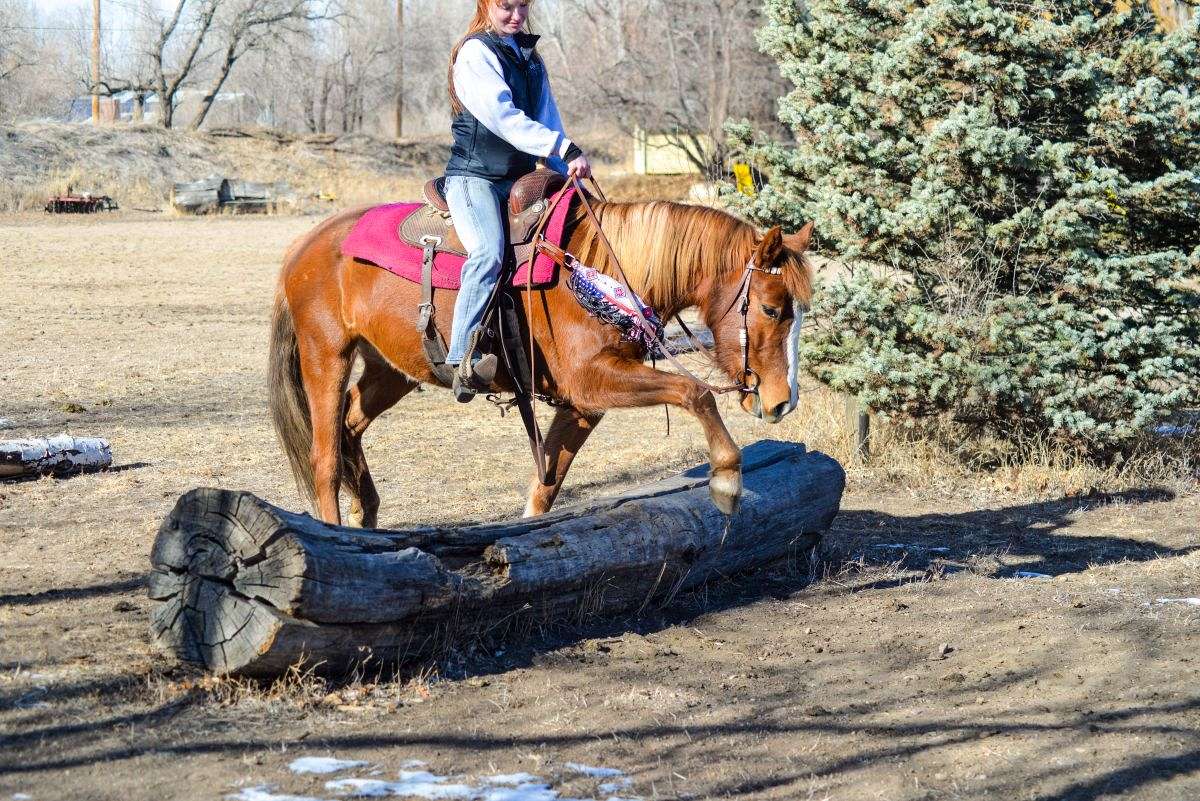 Gorgeous Versatile Kid Safe 6 Yr Old Sorrel Mustang Mare!