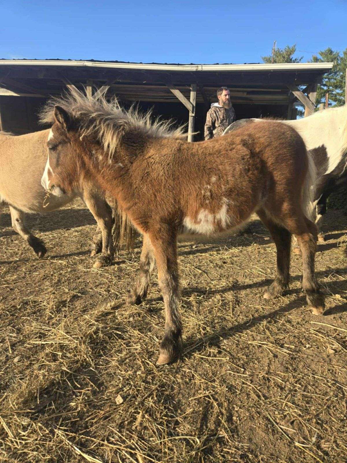 Igea Mini Gypsy Horse Will Finish 10 Hands