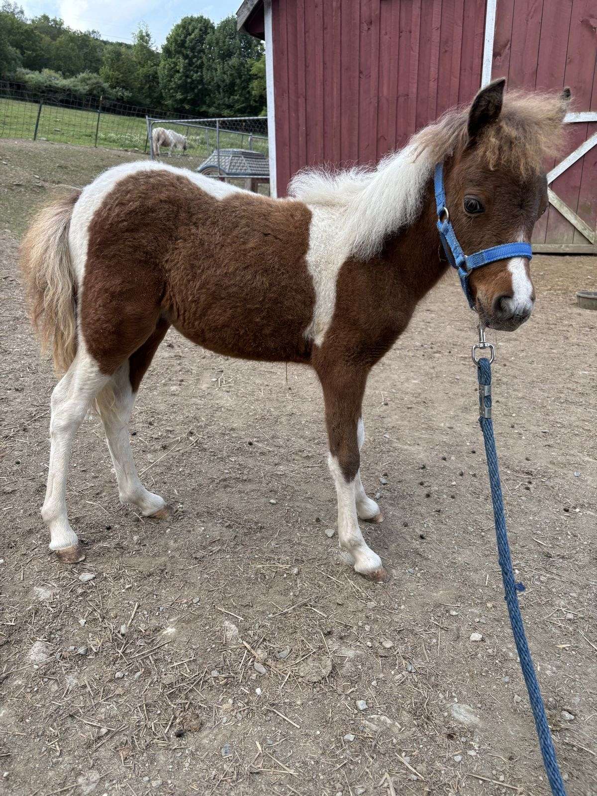 Attractive Bay Pinto Filly