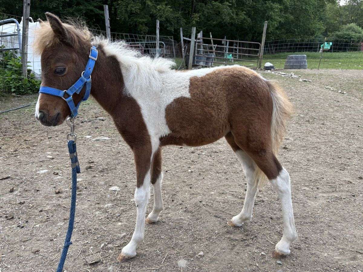 Attractive Bay Pinto Filly