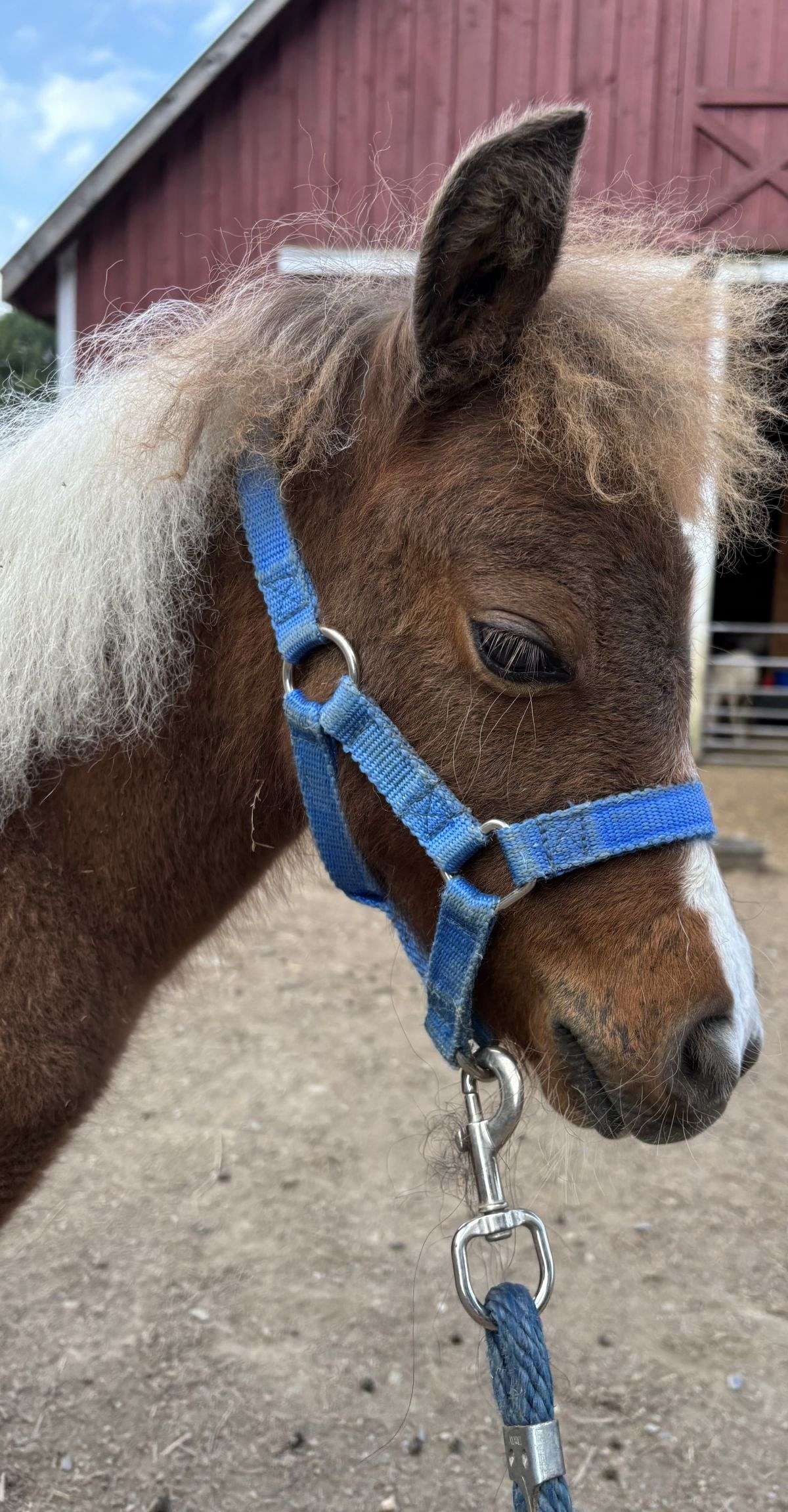 Attractive Bay Pinto Filly