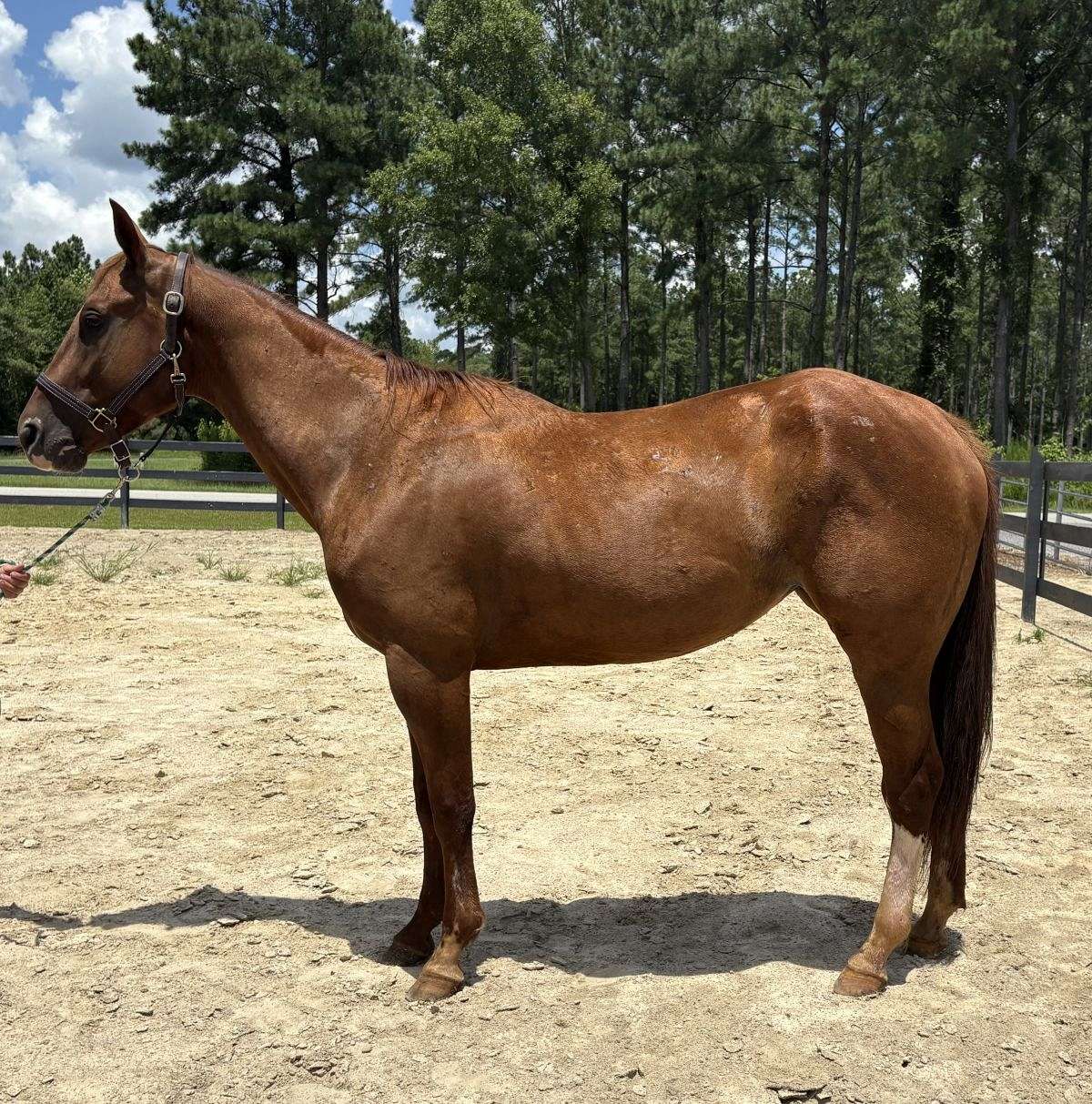 Sorrel QH Mare
