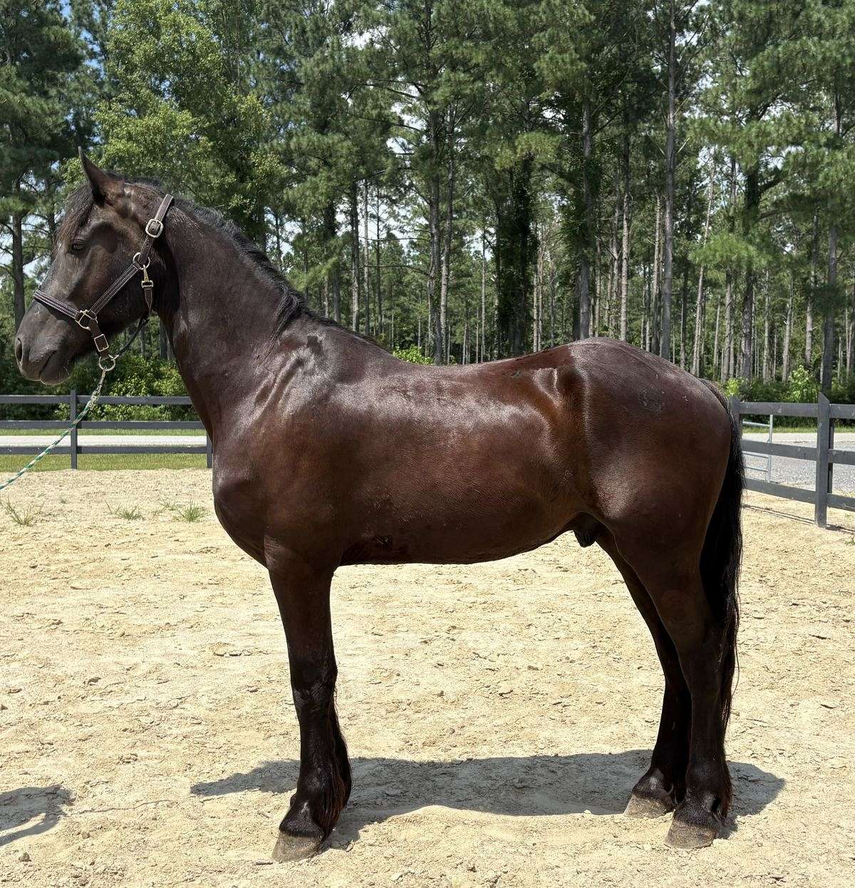 Friesian Cross Gelding