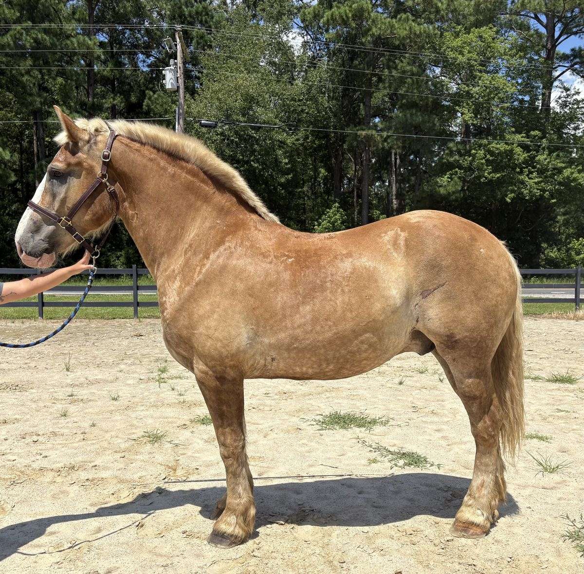 Big Belgian Gelding