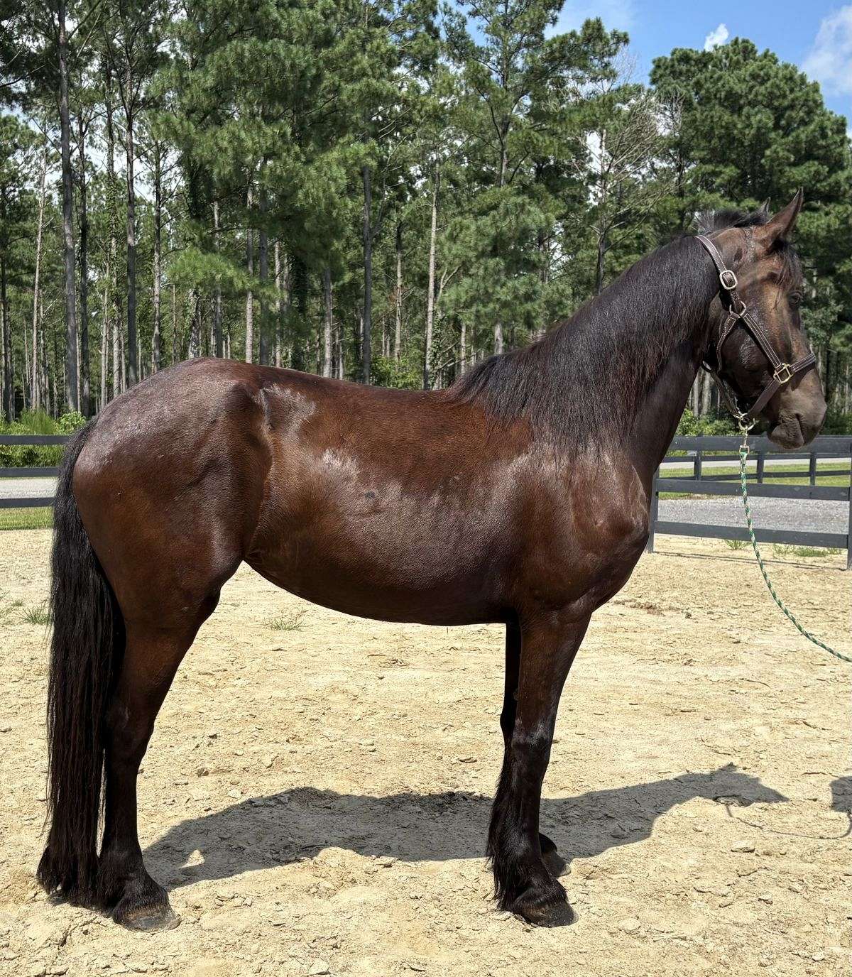 Fancy Friesian Mare