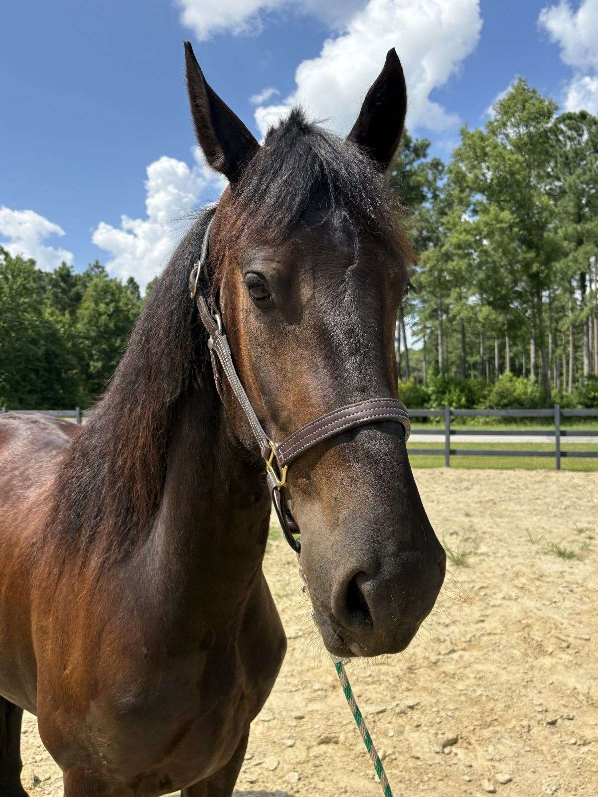 Fancy Friesian Mare