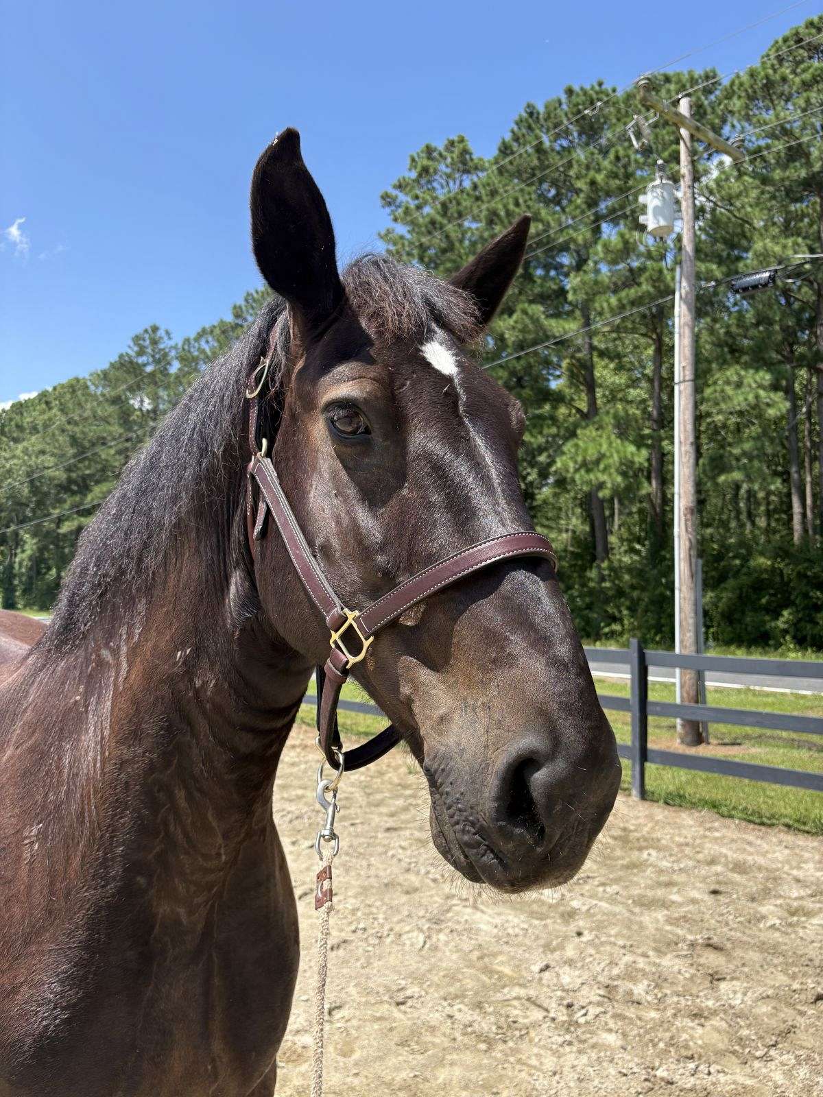 Gentle Percheron Gelding