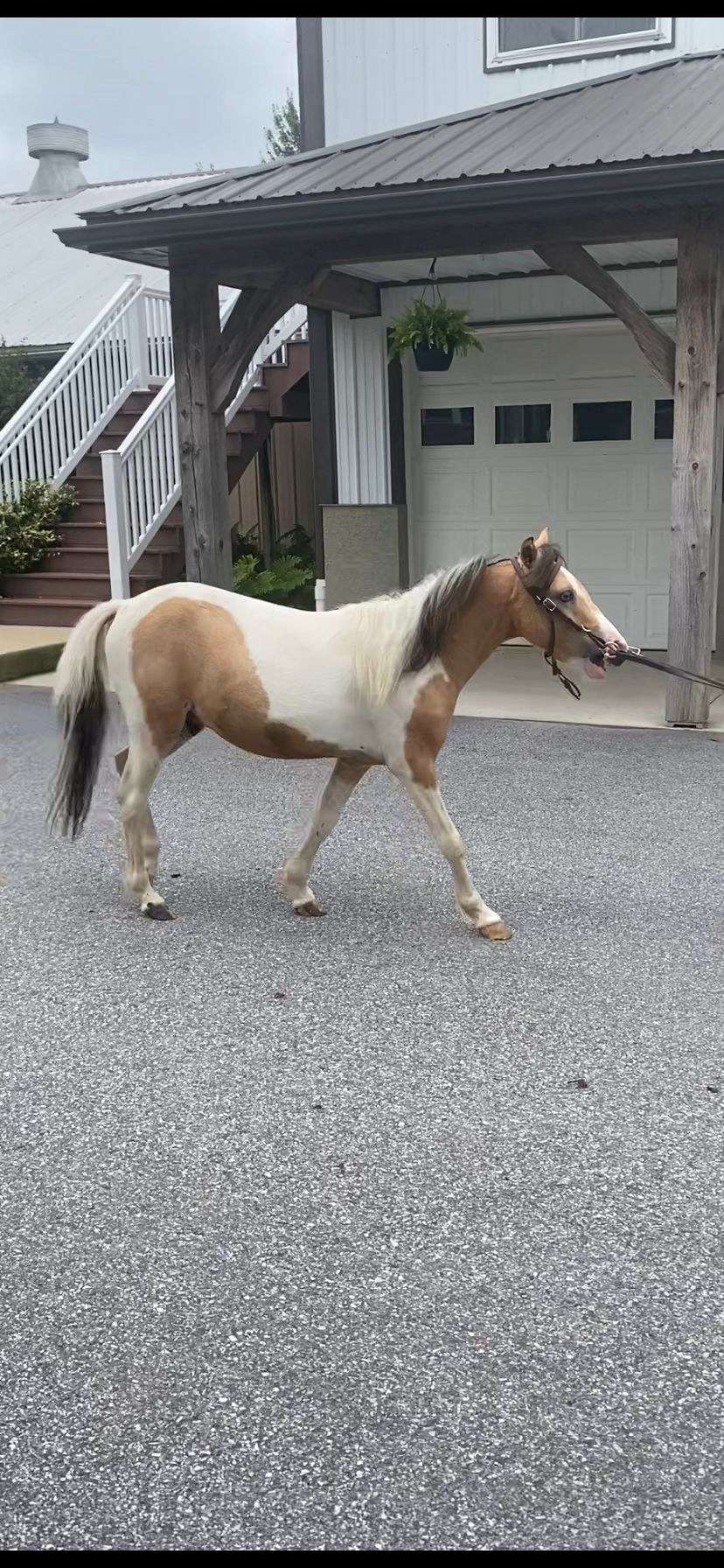 Mini Pony