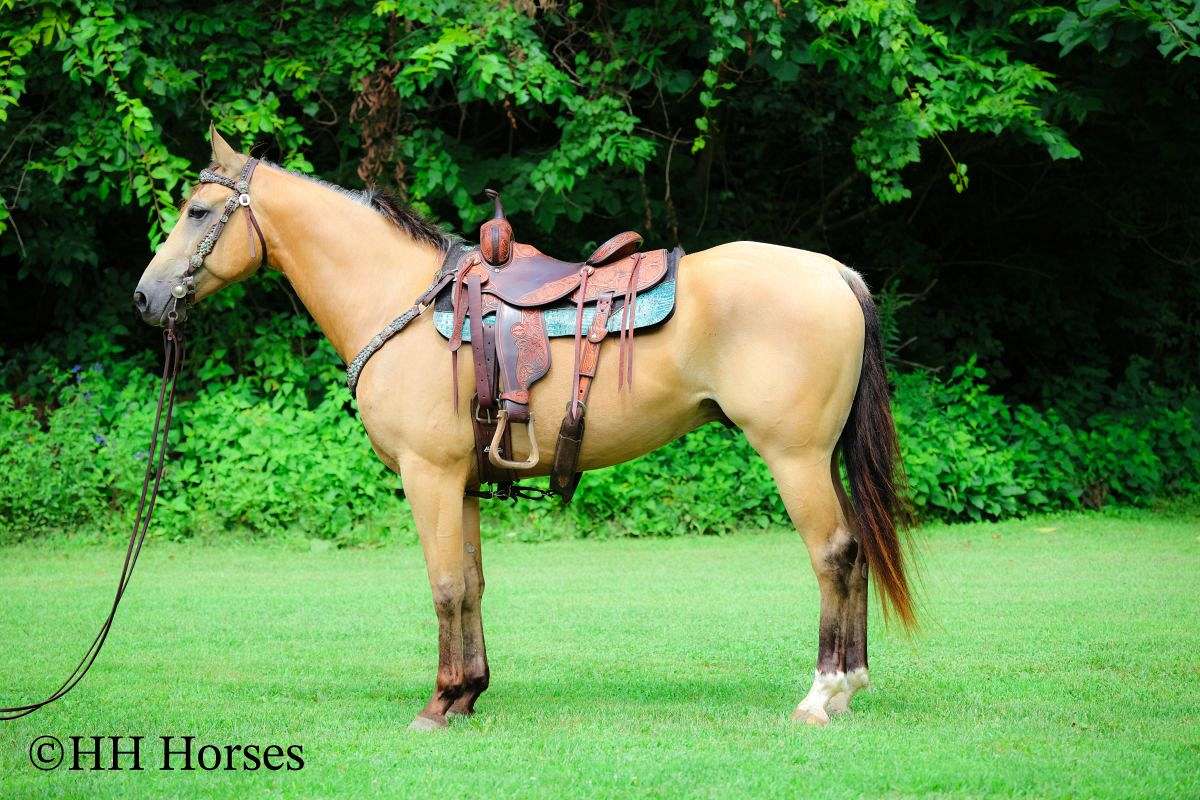 Super Nice Buckskin Quarter Horse Gelding, Solid Trail & Ranch Horse