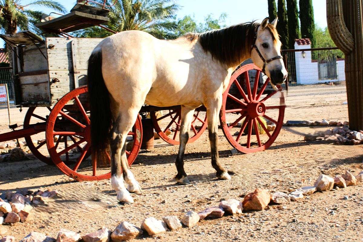 Rocky - 13.1 Hands, Beautiful Champagne Dun, Amazing Personality, Gentle