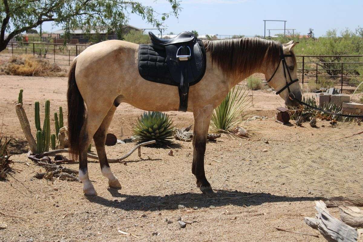 Rocky - 13.1 Hands, Beautiful Champagne Dun, Amazing Personality, Gentle