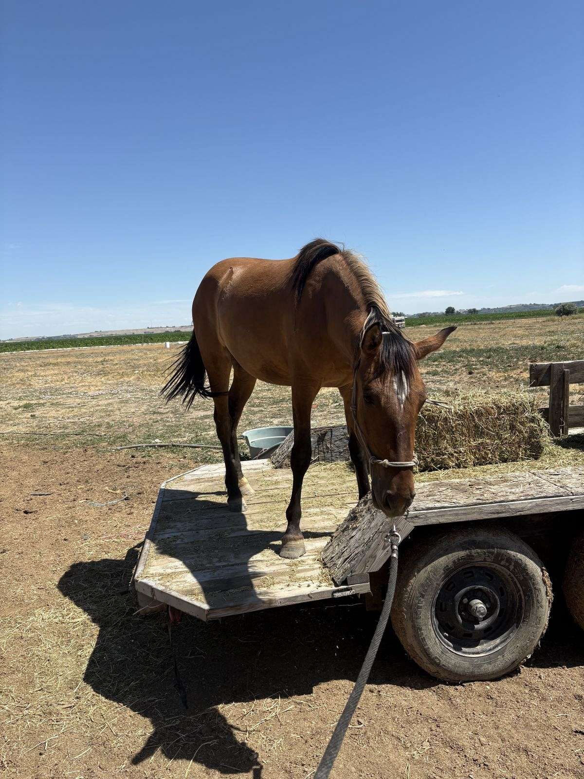 Cute Dun Mare