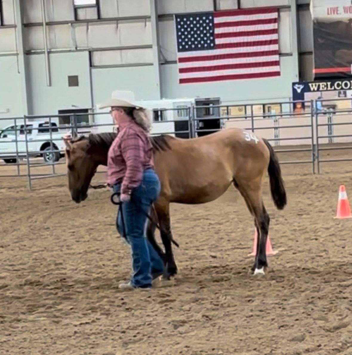 Cute Dun Mare