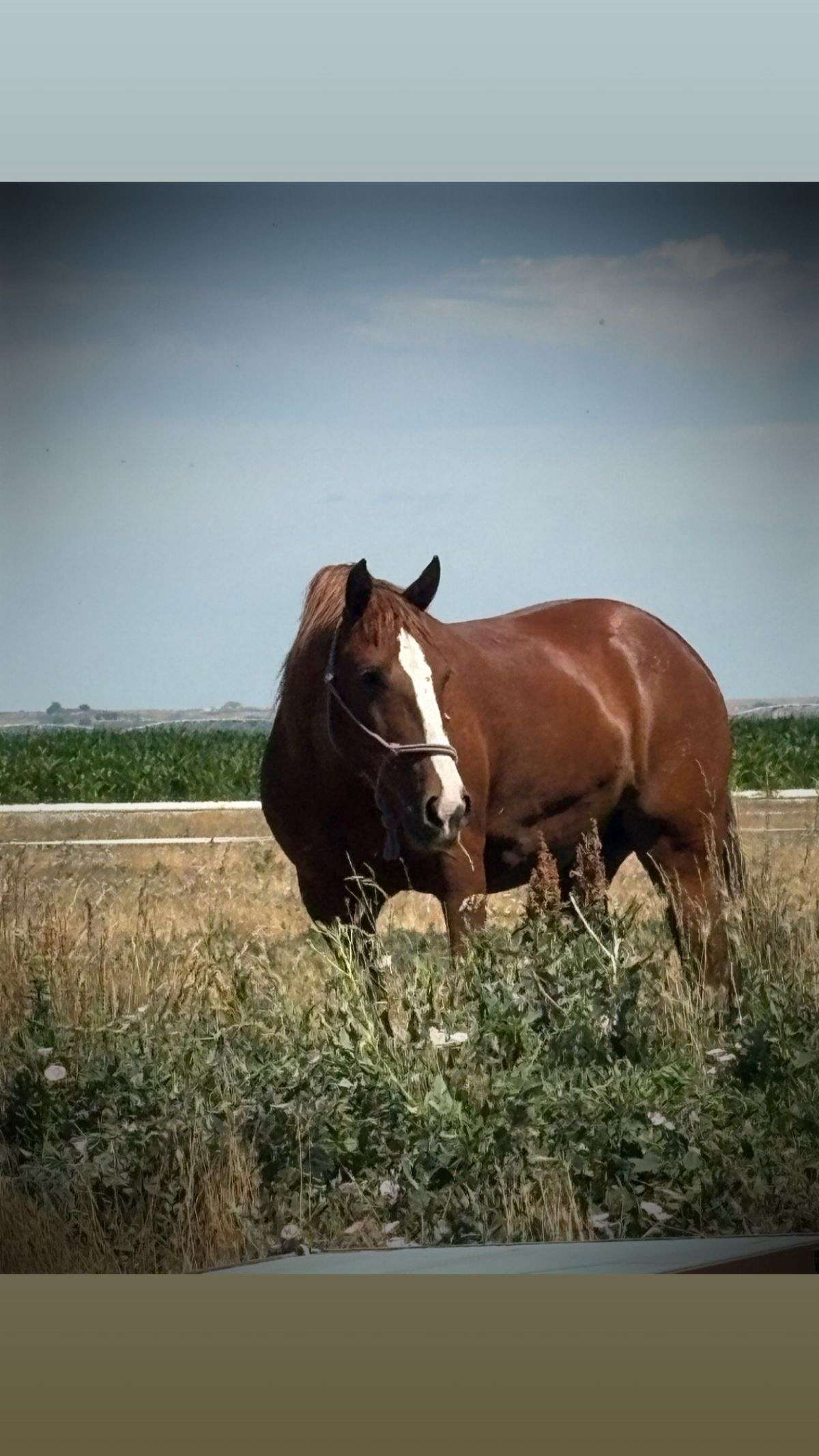 Cute Red Gelding!