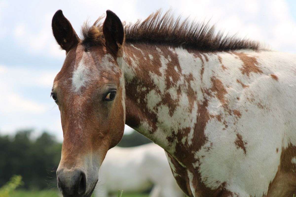 Stunning Appaloosa Colt