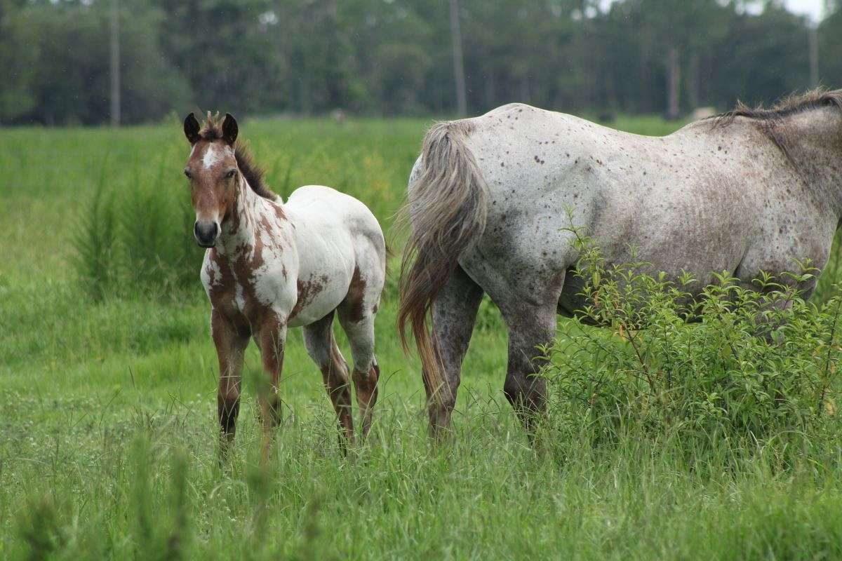 Stunning Appaloosa Colt
