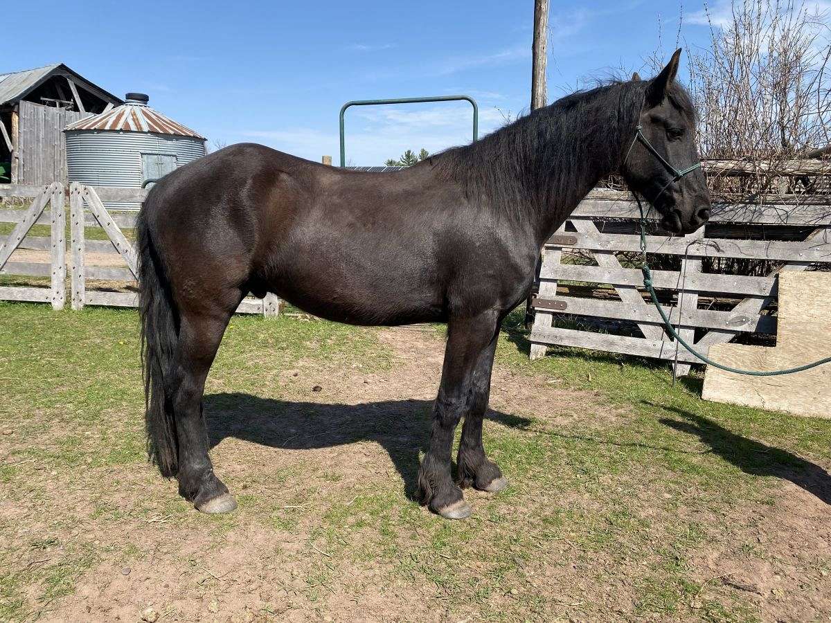 Friesian Gelding Great Personality!